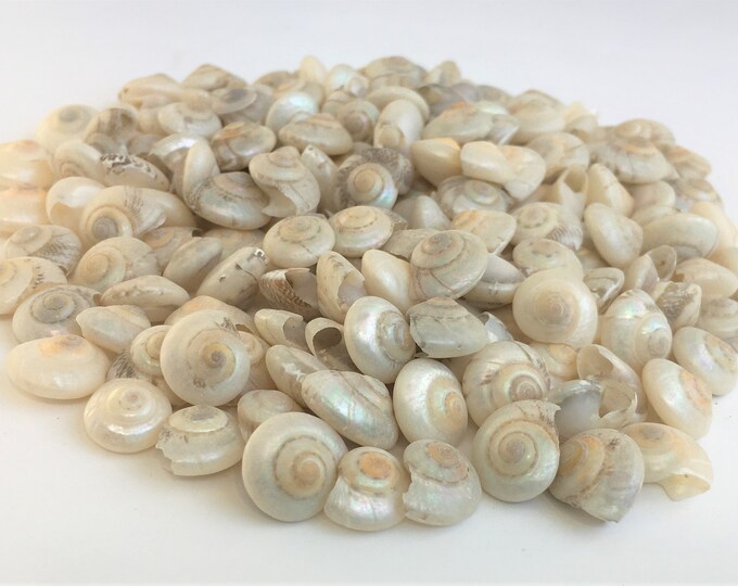 Pearl Umbonium Shells, Seashells, Shells, Craft Shells, Pearl Shells, Beach Decor, Small Shells ...