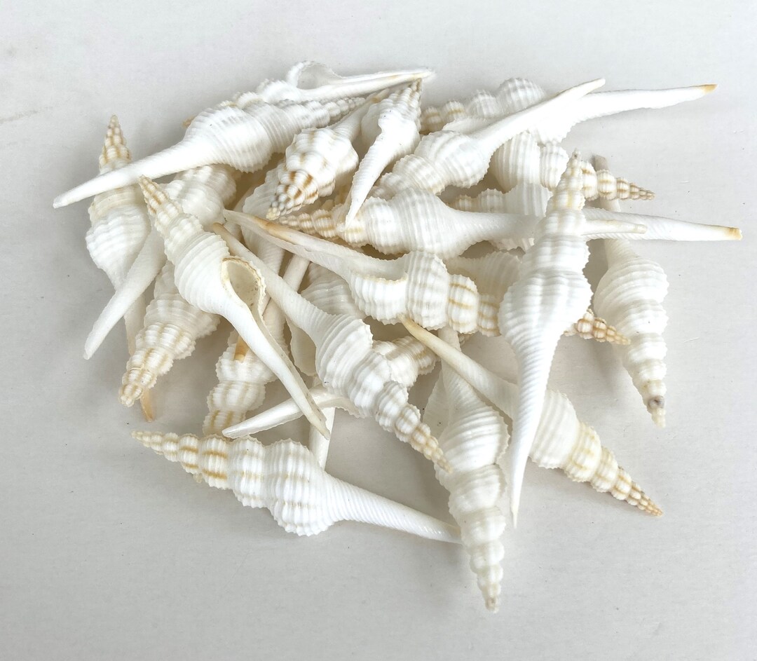 Fusinus Forceps Shell Forcep Seashells Fusinus Shells Craft - Etsy