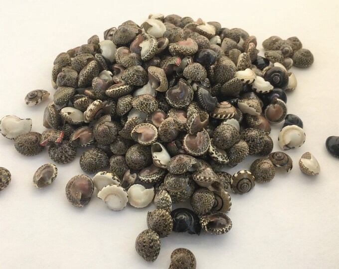 Black Umbonium Shells Seashells Shells Craft Shells Beach - Etsy