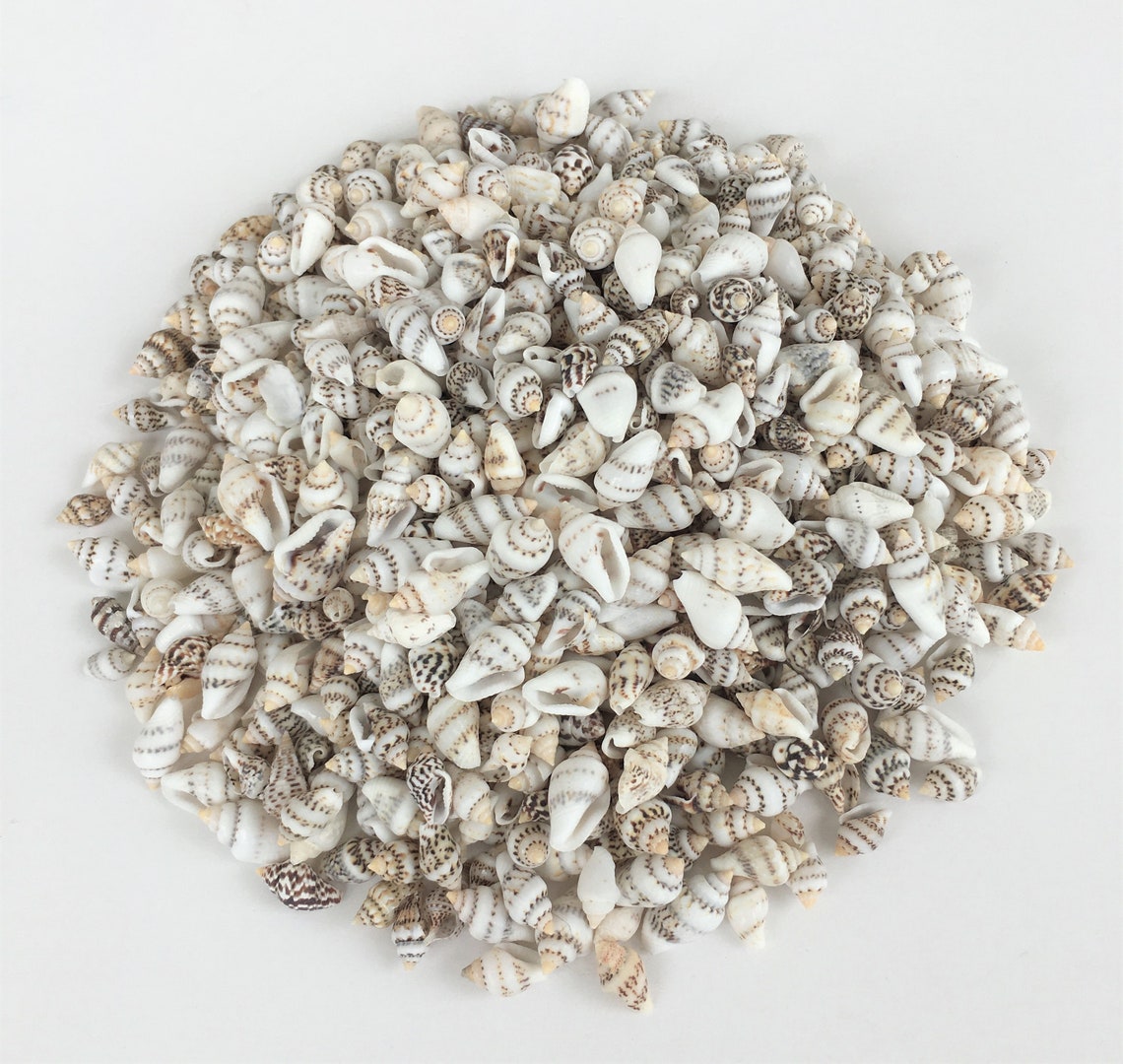 Mixed Nassa Shell Seashells Shells Craft Shells Small - Etsy