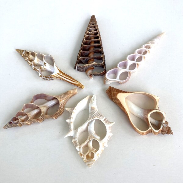 Cut Seashell - Etsy