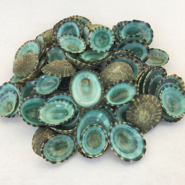 Green Limpet - Etsy