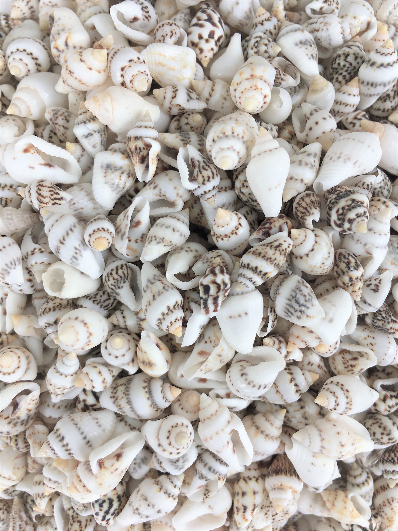 Mixed Nassa Shell Seashells Shells Craft Shells Small - Etsy