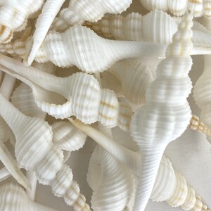 Fusinus Forceps Shell Forcep Seashells Fusinus Shells Craft - Etsy