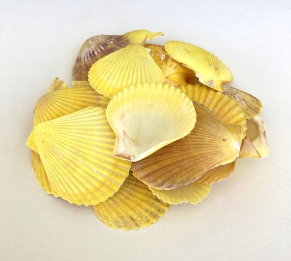 Yellow Pecten Noblis Scallop Shells Seashells Shells Craft - Etsy