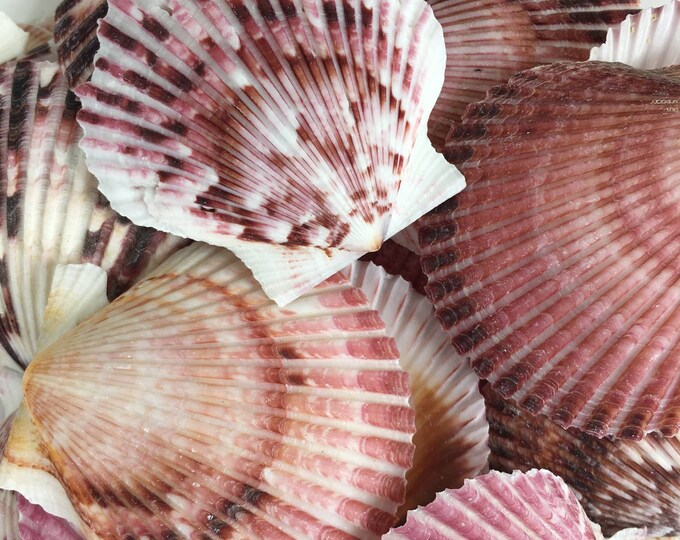 Purple Pecten, Scallop Shells, Seashells, Shells, Craft Shells, Beach ...