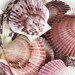 Purple Pecten Scallop Shells Seashells Shells Craft - Etsy