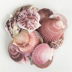 Purple Pecten Scallop Shells Seashells Shells Craft - Etsy