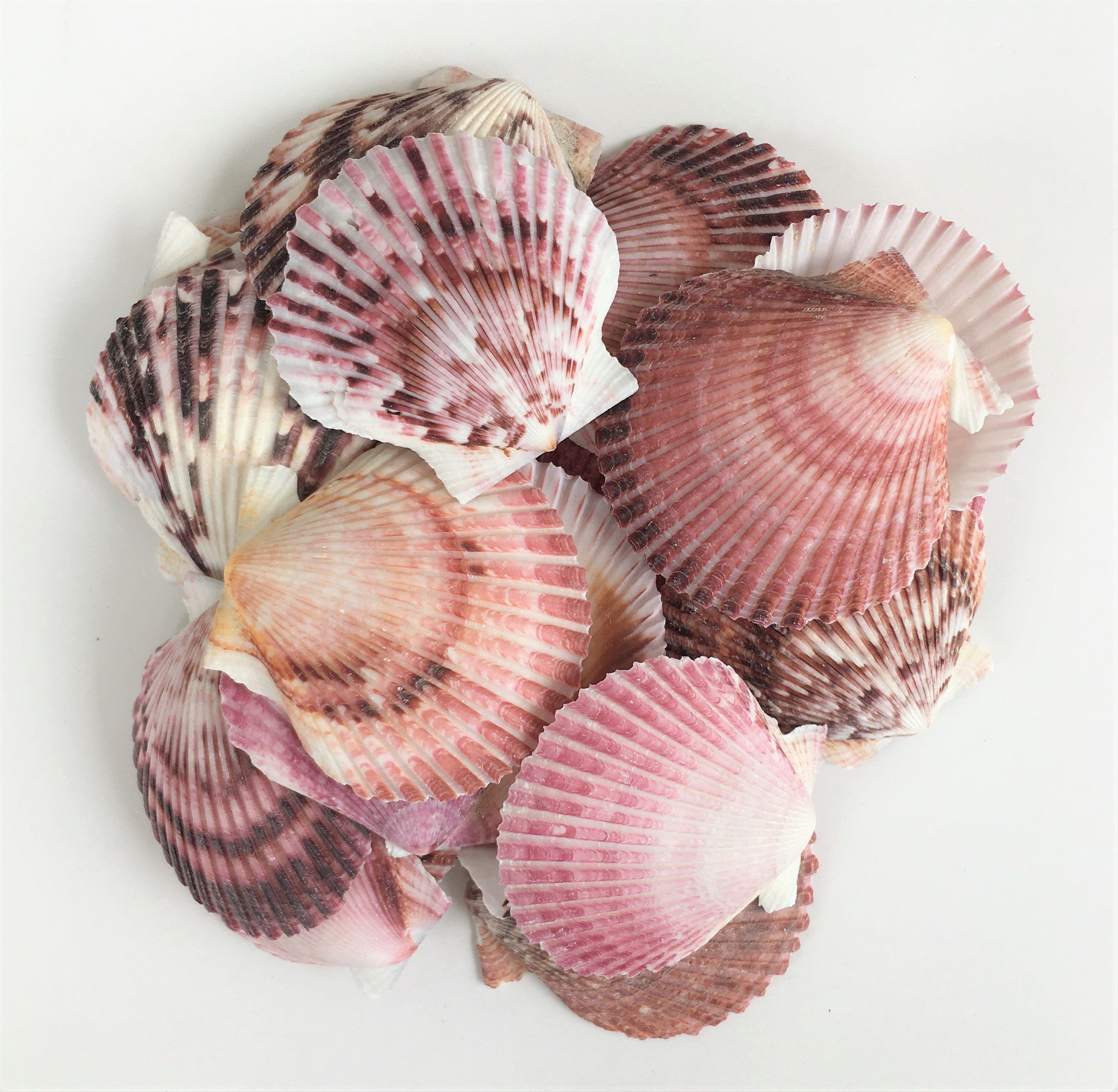 Purple Pecten Scallop Shells Seashells Shells Craft | Etsy