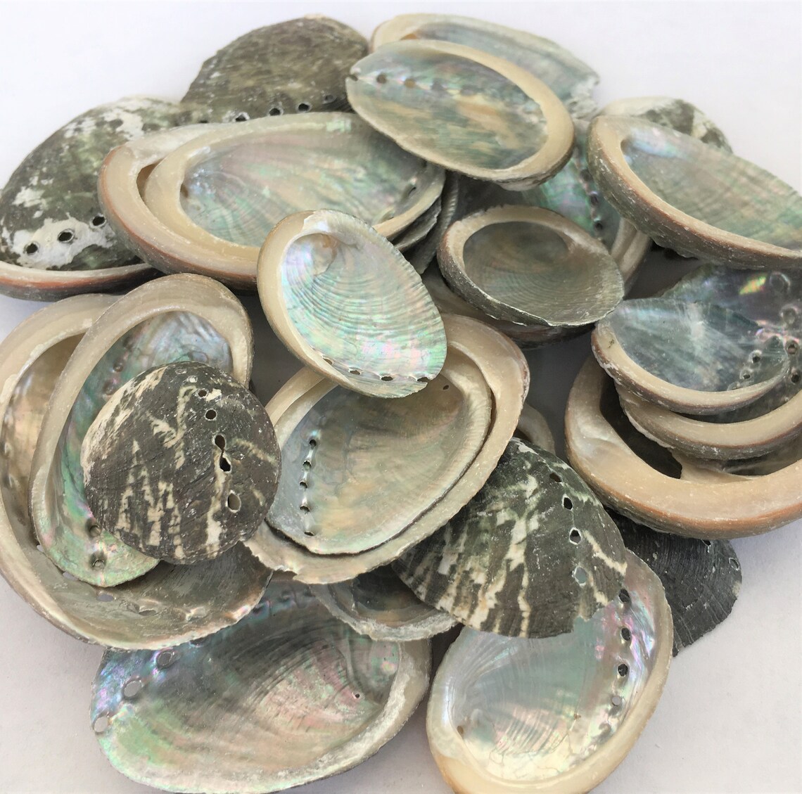 Abalone Shells Seashells Shells Craft Shells Beach Decor | Etsy