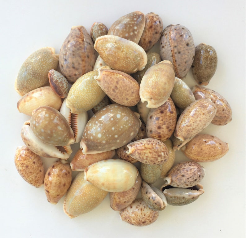 Assorted Cowrie Shells Cowrie Shells Seashells Shells - Etsy