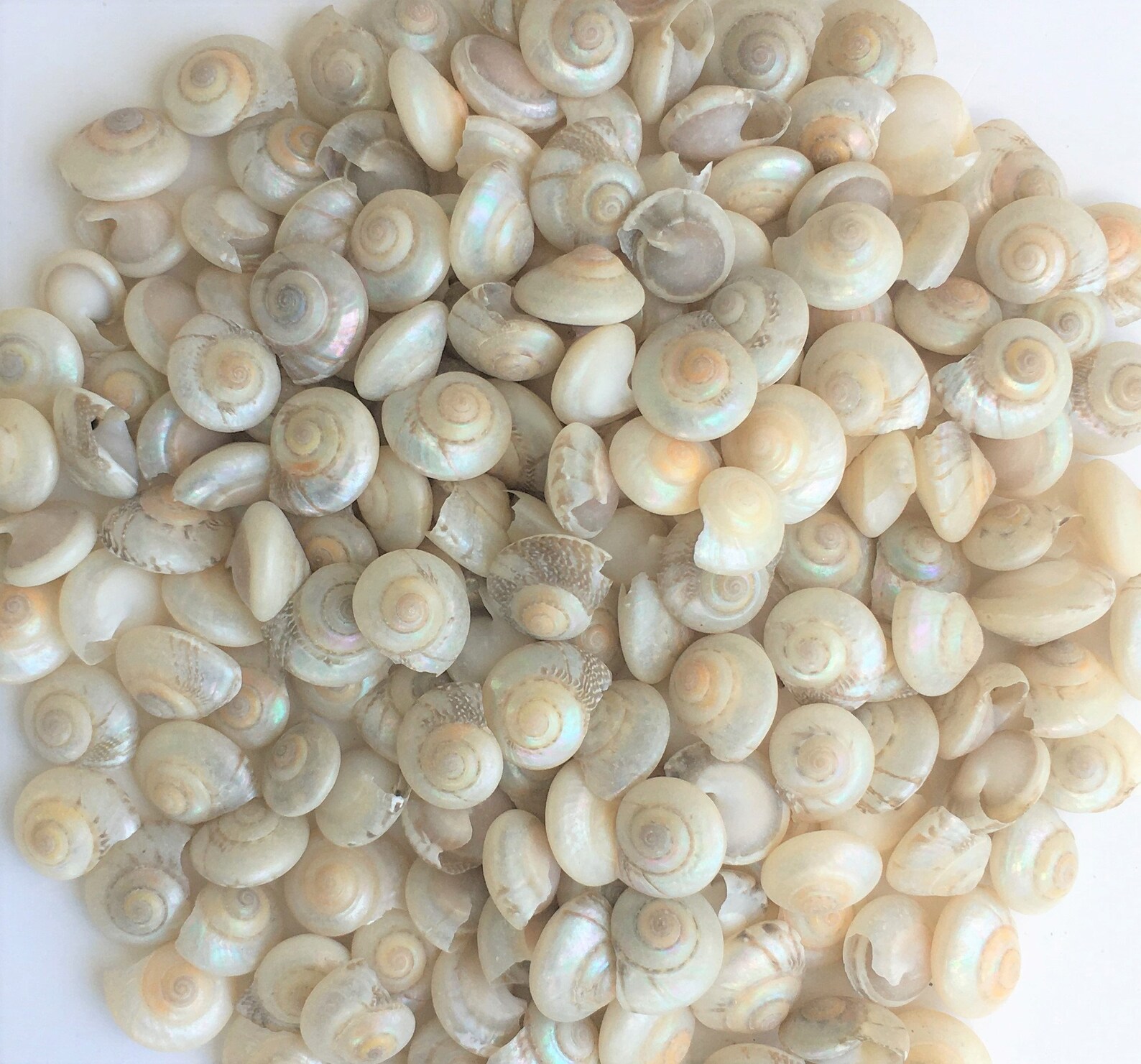 Pearl Umbonium Shells Seashells Shells Craft Shells Pearl - Etsy