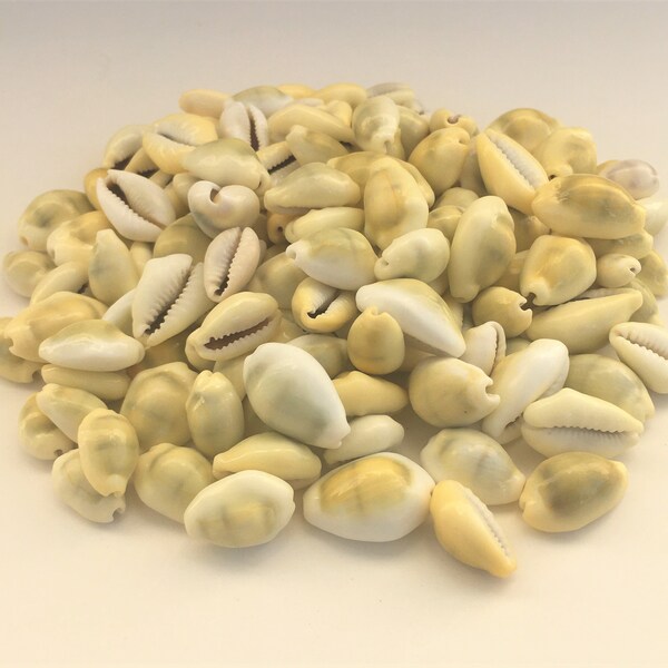 Tiny White Shells - Etsy