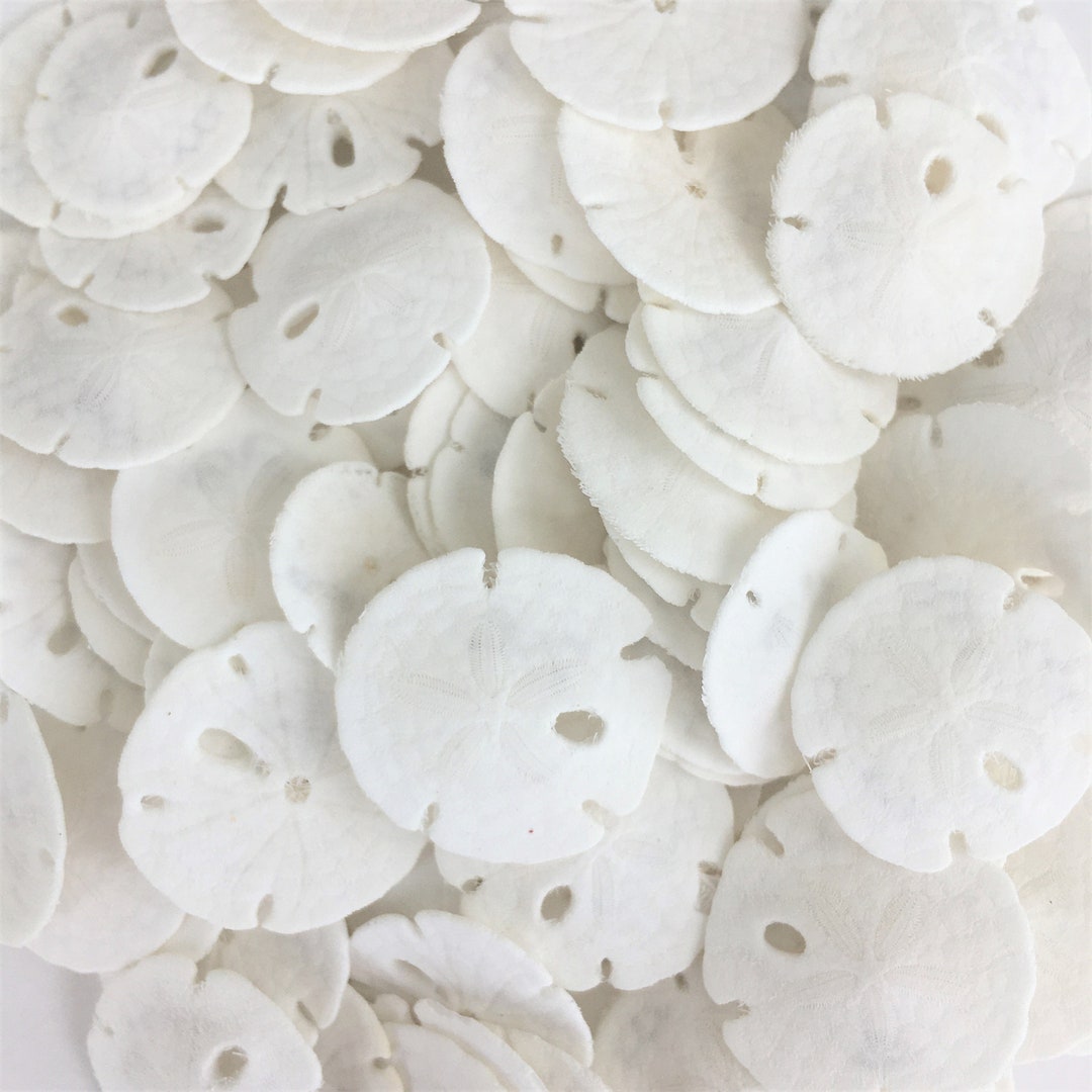 Tiny Sand Dollar Sand Dollars Seashells Shells Craft - Etsy
