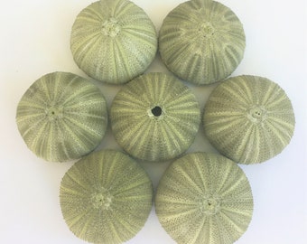 Green Sea Shells | Etsy