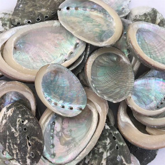 Abalone Shells Seashells Shells Craft Shells Beach Decor - Etsy