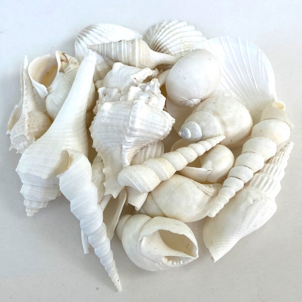 Assorted Seashells - Etsy