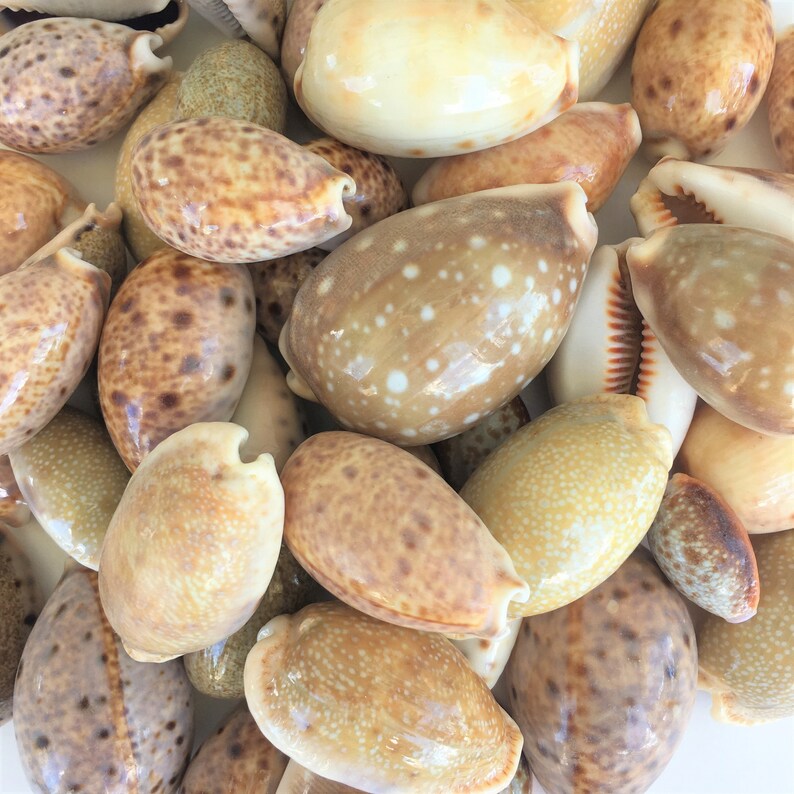 Assorted Cowrie Shells Cowrie Shells Seashells Shells - Etsy