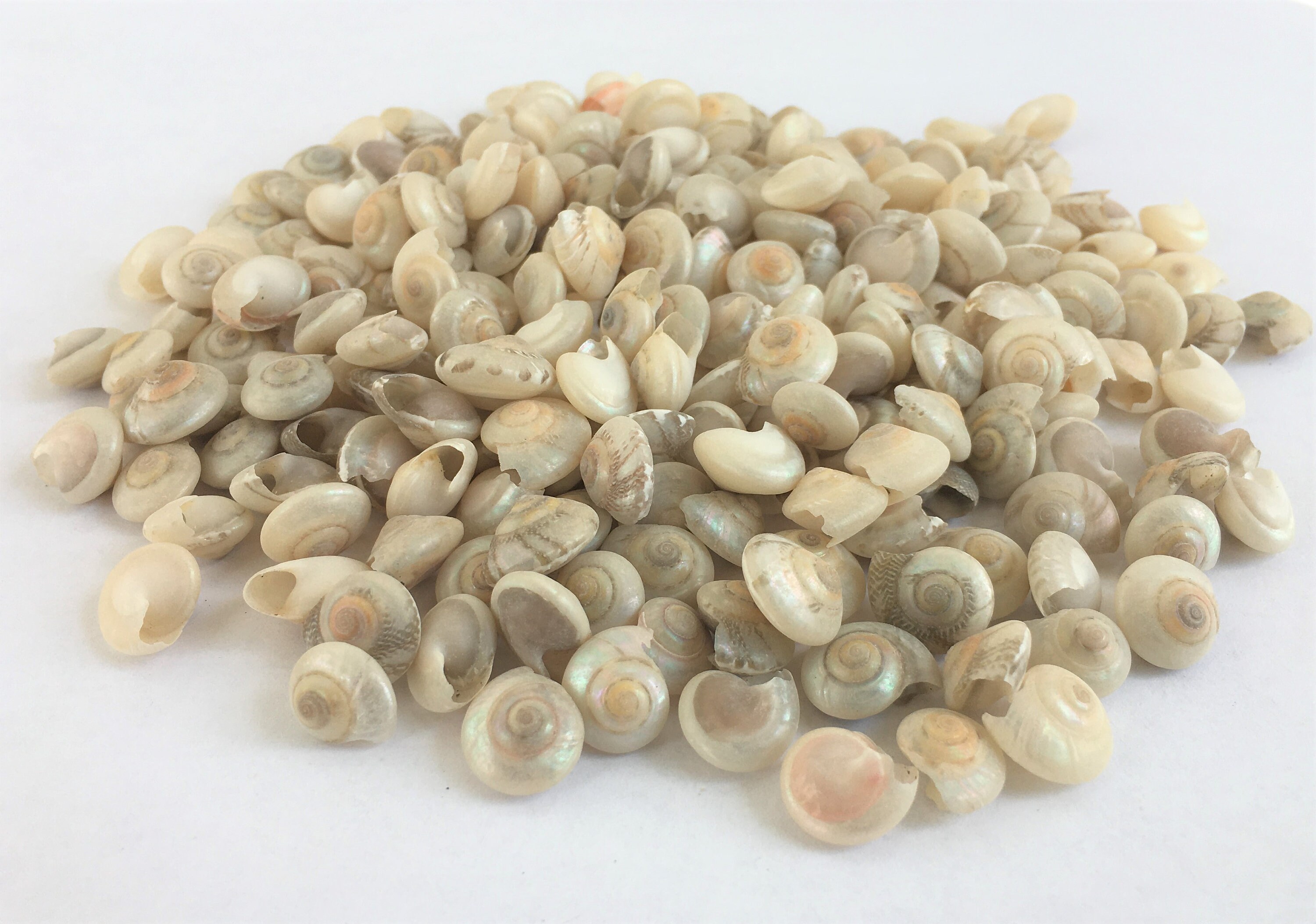 Pearl Umbonium Shells Seashells Shells Craft Shells Pearl | Etsy