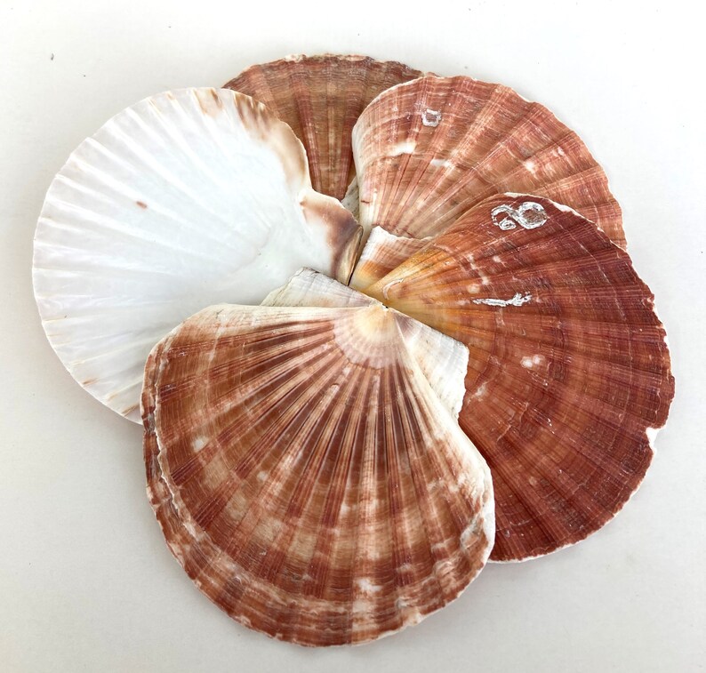 Irish Flat Scallop Shells Seashells Shells Craft Shells - Etsy
