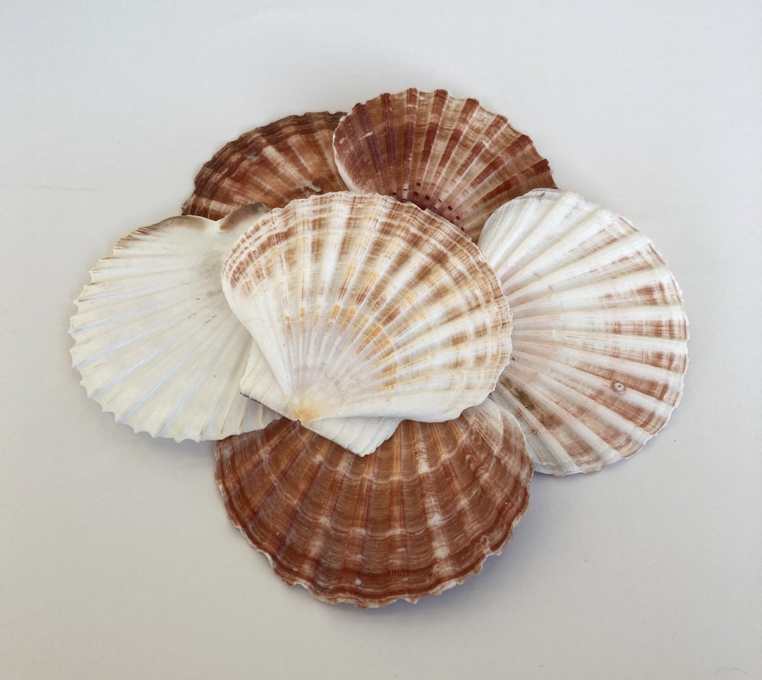 Irish Flat Scallop Shells Seashells Shells Craft Shells - Etsy