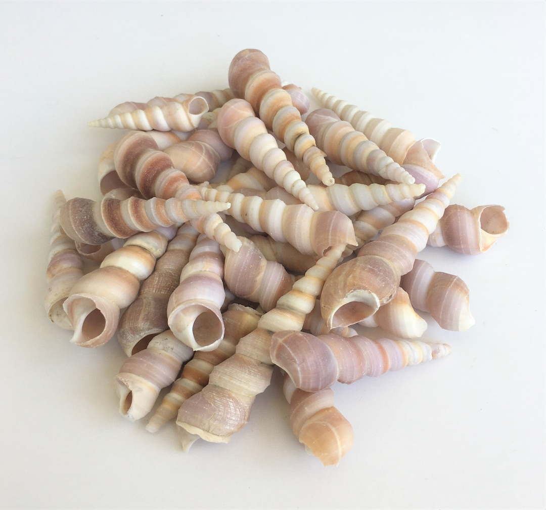 Turritella Duplicata Shell Seashells Shells Craft Shells - Etsy