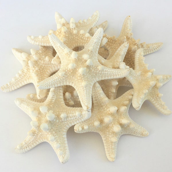Bulk Starfish - Etsy