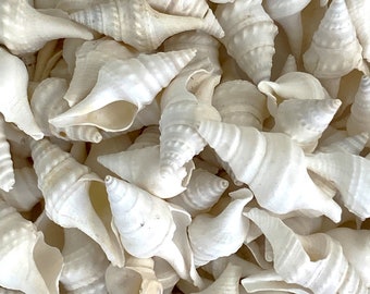 Purple Pecten Scallop Shells Seashells Shells Craft - Etsy