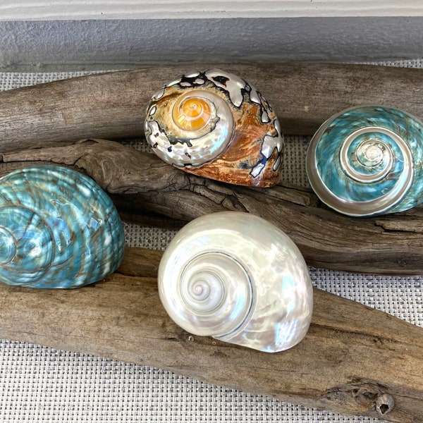 Polished Seashells - Etsy