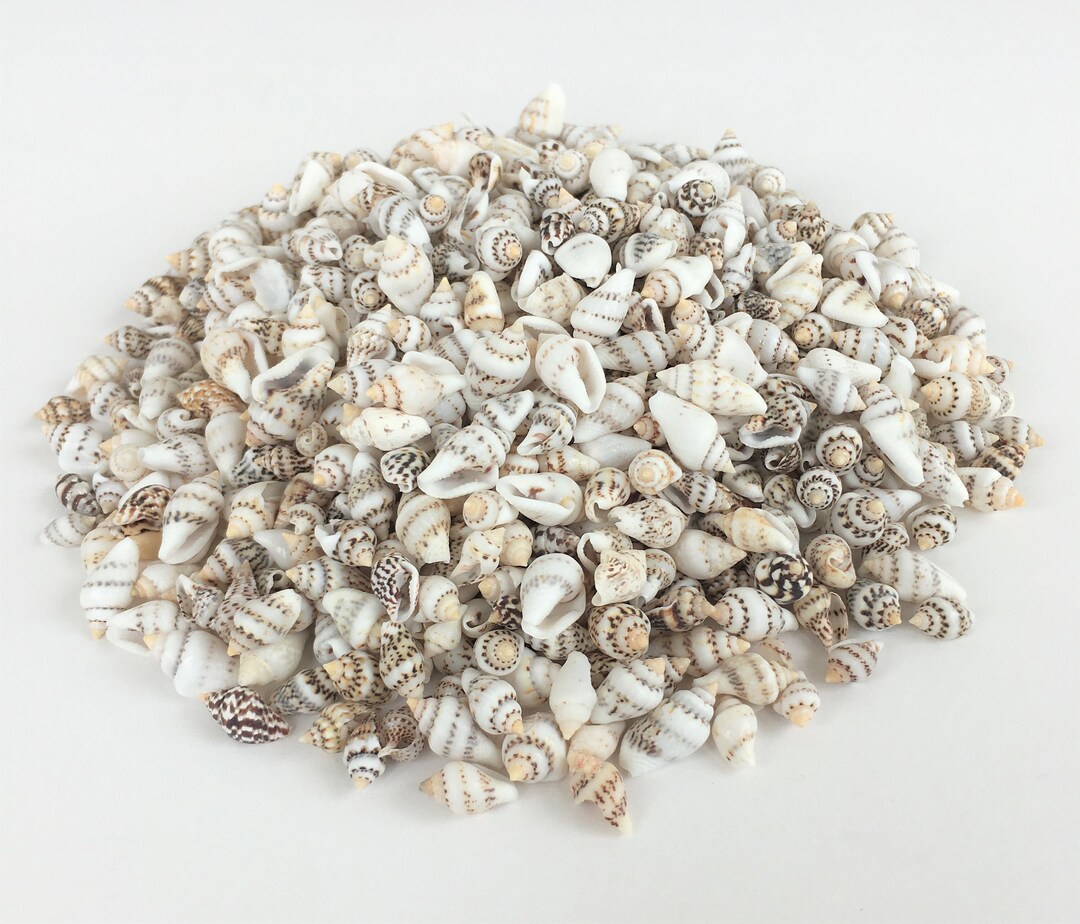 Mixed Nassa Shell Seashells Shells Craft Shells Small - Etsy