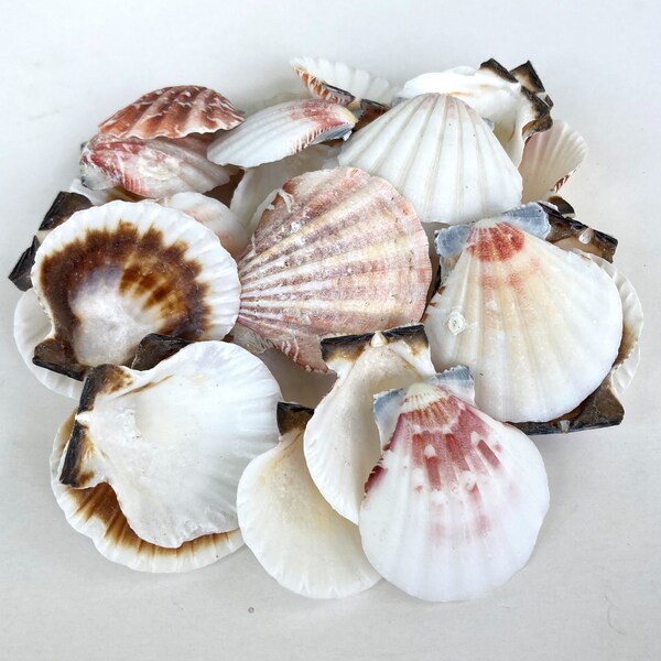 Scallop Shell - Etsy