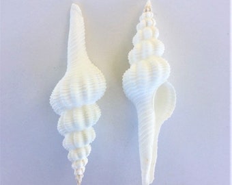 Purple Pecten Scallop Shells Seashells Shells Craft - Etsy