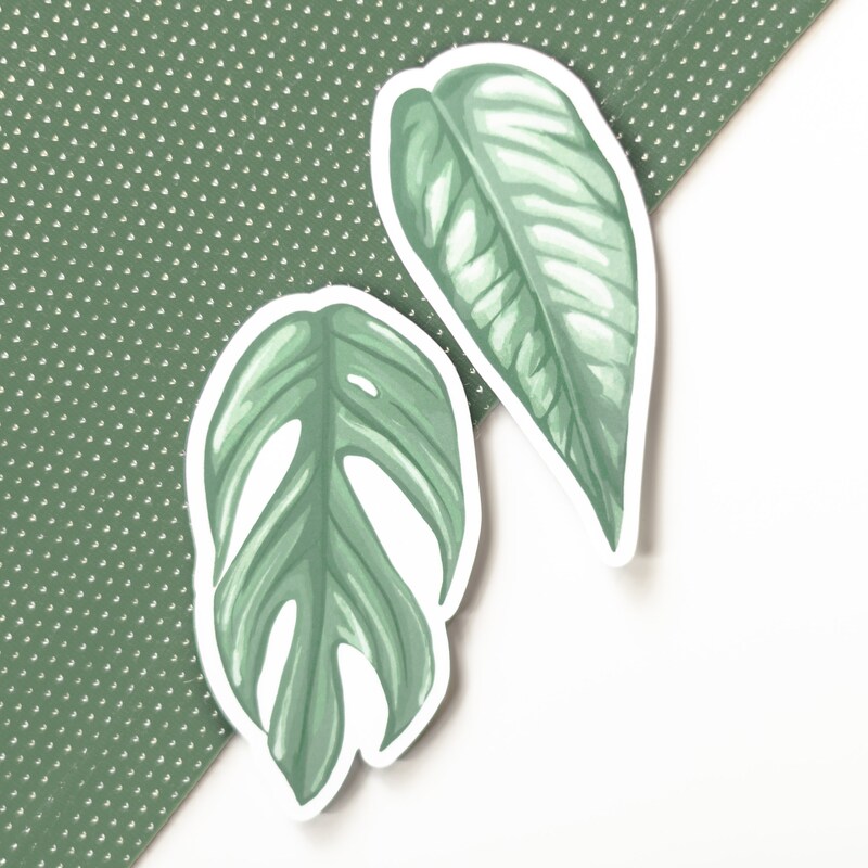 Cebu Blue Pothos - Etsy