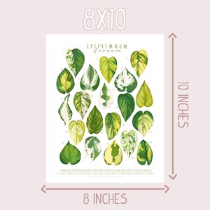 Pothos Varieties Art Print, Plant Taxonomy Print, Epipremnum Aureum ...