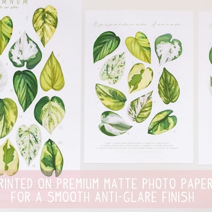 Pothos Varieties Art Print, Plant Taxonomy Print, Epipremnum Aureum ...