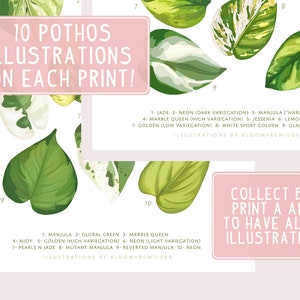 Pothos Varieties Art Print Set, Plant Taxonomy Print, Epipremnum Aureum ...