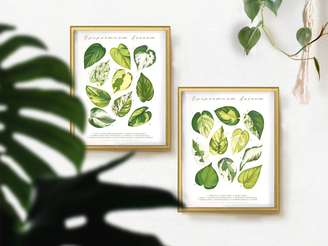Pothos Varieties Art Print Set, Plant Taxonomy Print, Epipremnum Aureum ...