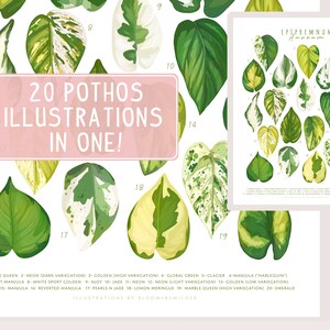 Pothos Varieties Art Print, Plant Taxonomy Print, Epipremnum Aureum ...