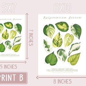 Pothos Varieties Art Print Set, Plant Taxonomy Print, Epipremnum Aureum ...