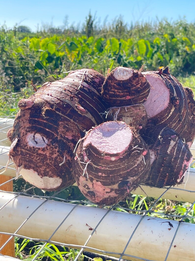 Taro Root - Etsy