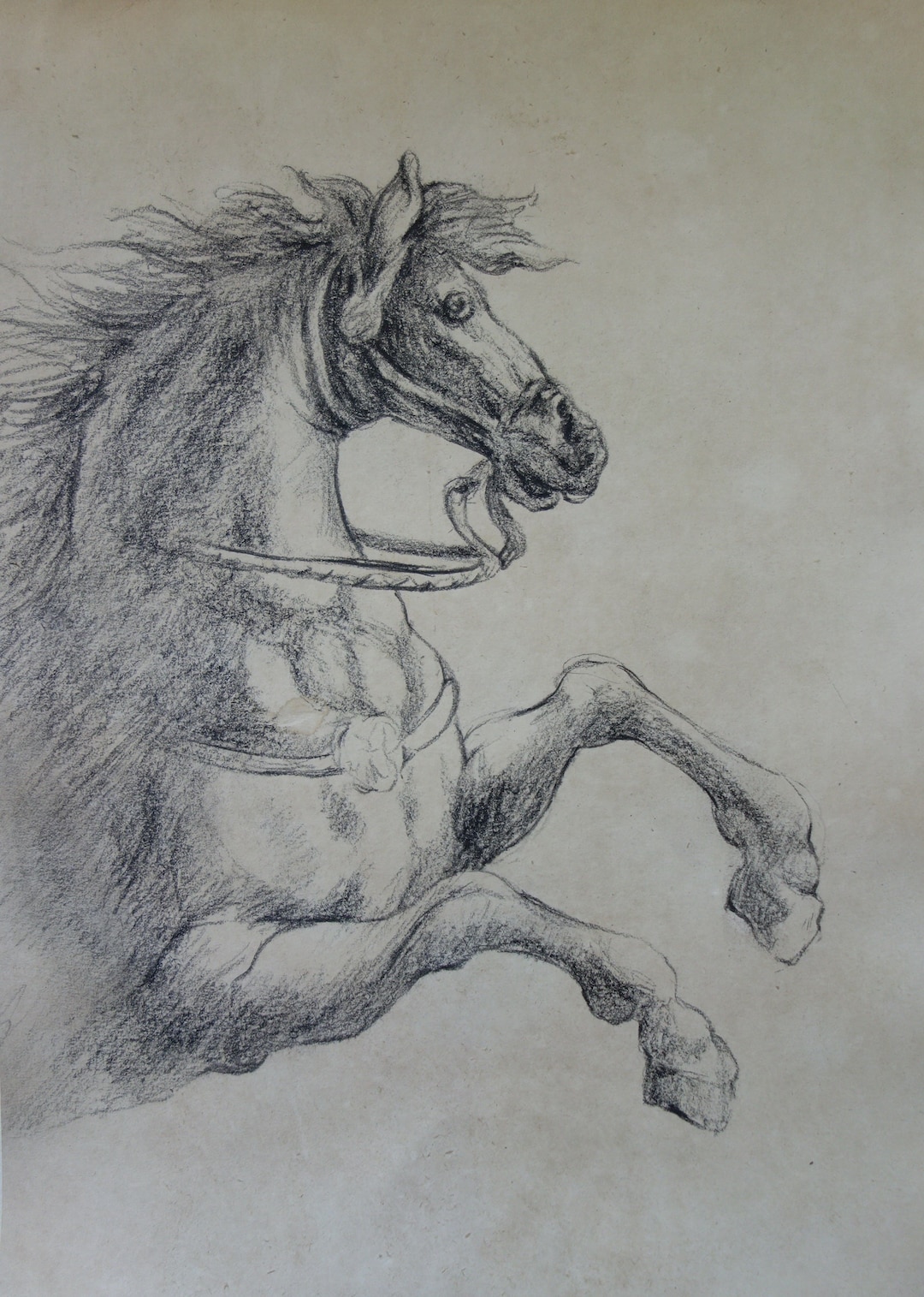 European Old Master Drawing, Horse, Charcoal Figure Study, Fine Art - Etsy