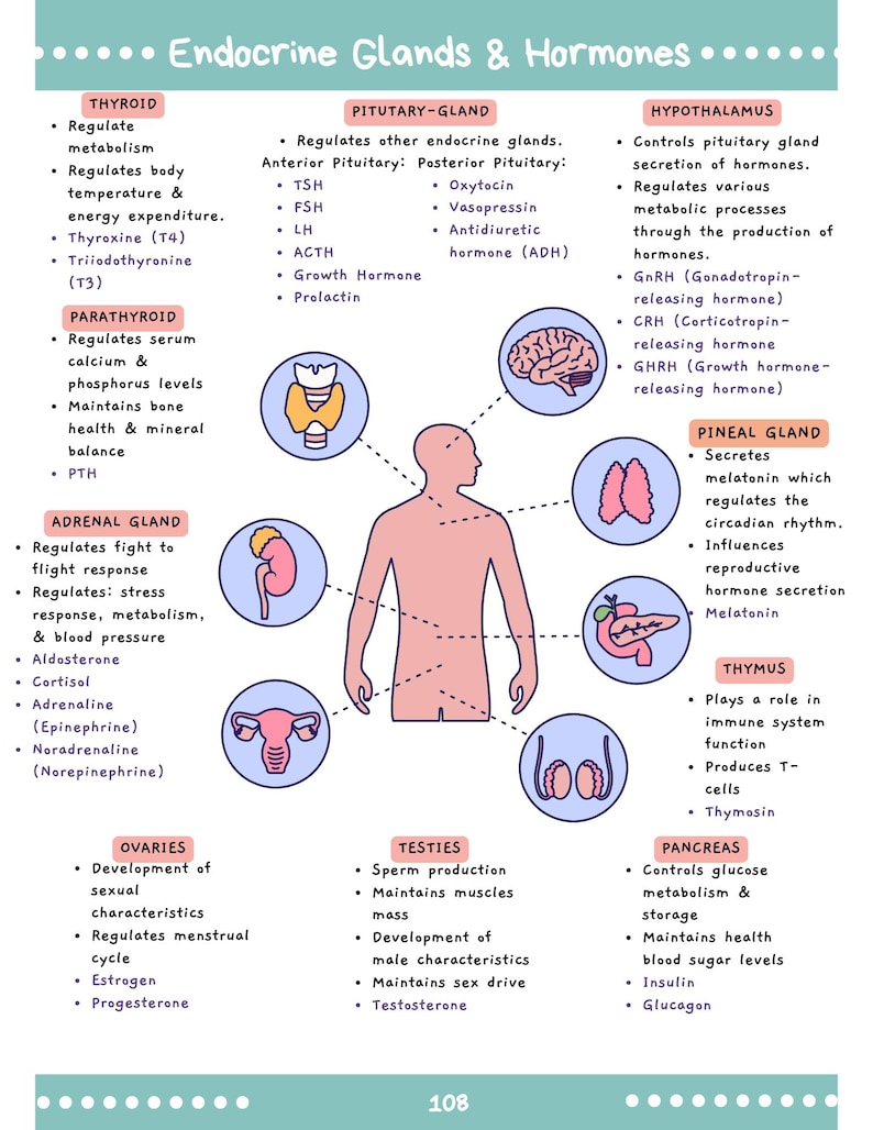 Medsurg Nursing Study Guide: Medsurg 1 and 2 (digital Download) - Etsy