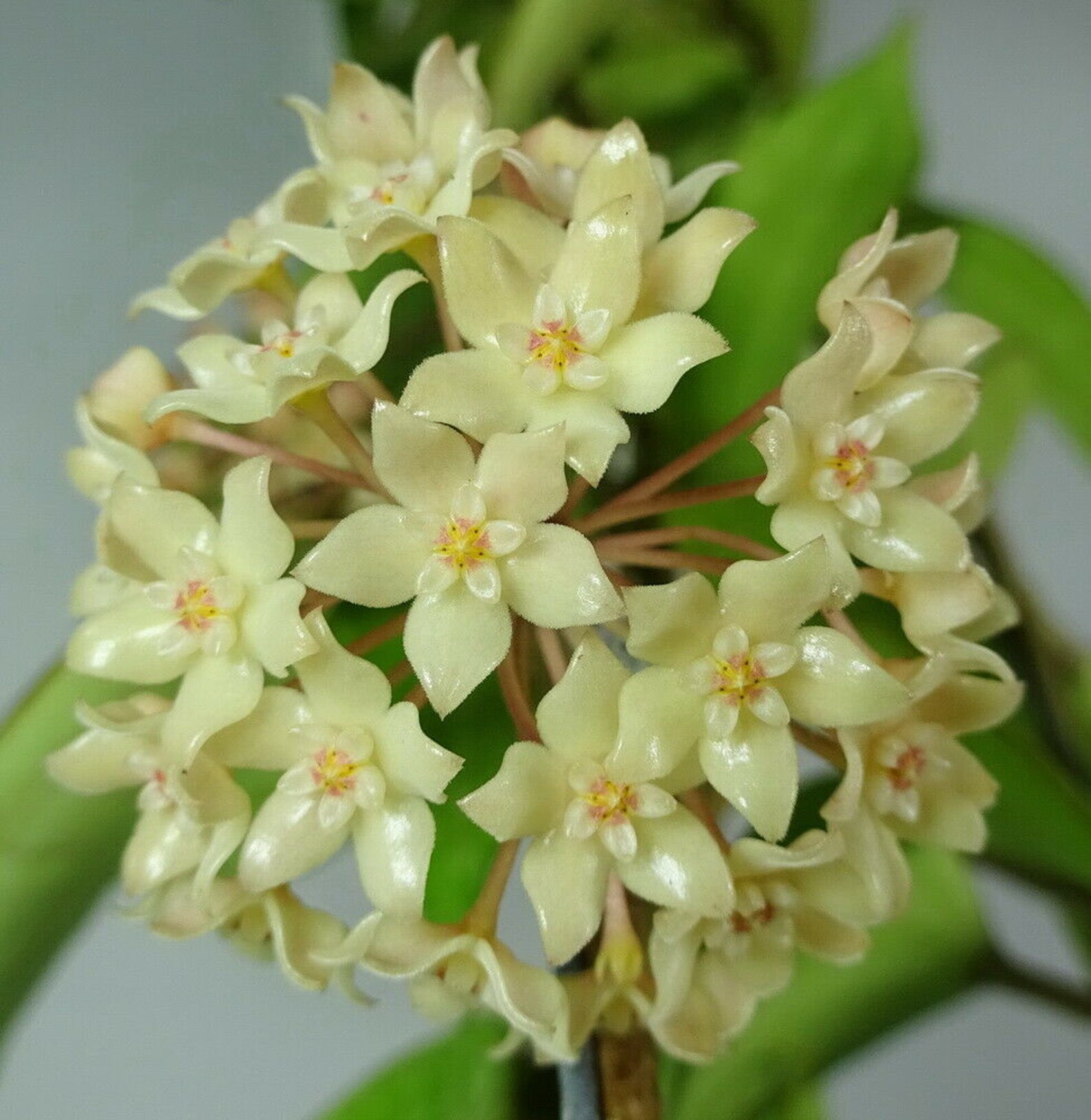 Hoya eyeconnect ordering - lopezbj