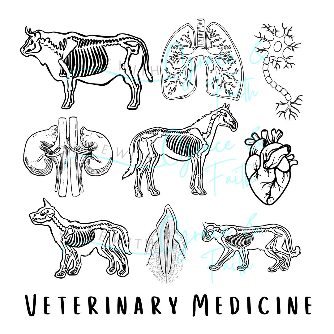 Veterinary Medicine Anatomy PNG Design. Veterinarians, Veterinary Vet ...