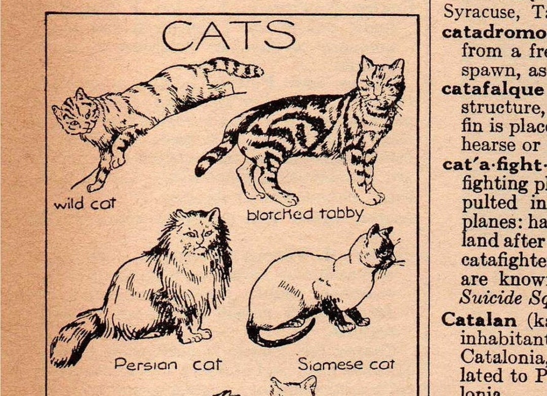 Cats Antique Dictionary Page INSTANT DOWNLOAD High-resolution - Etsy