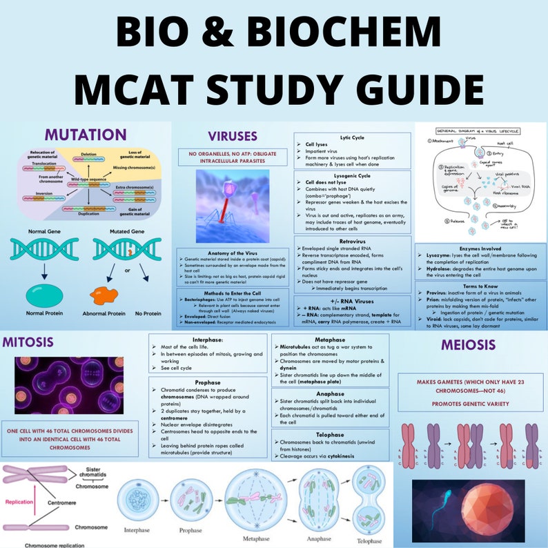 Bio BioChem Mcat Study Guide Study Guide MCAT Metabolic Etsy Espa a Bio BioChem Mcat Study Guide Study Guide MCAT Metabolic Etsy Espa a