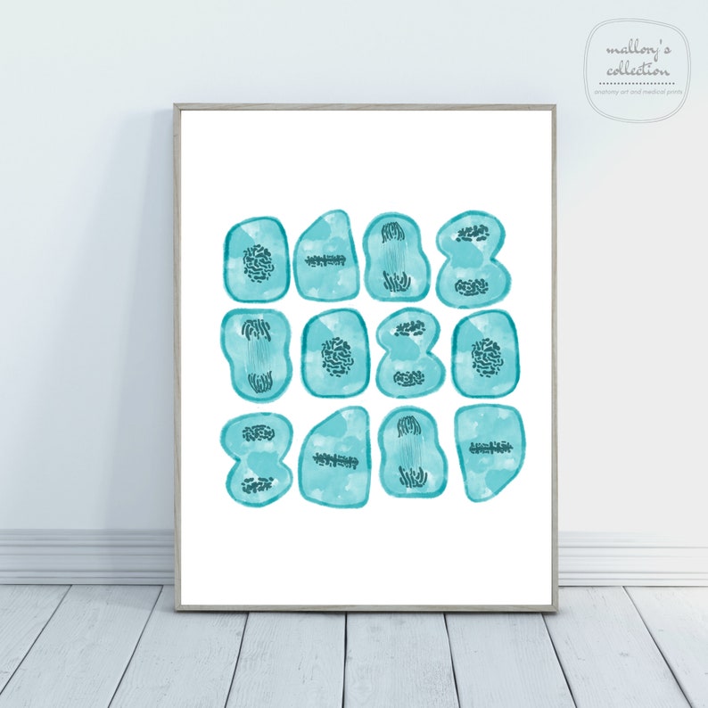 Mitosis Artwork / Cell Division / Biology / Interphase / Science Poster ...