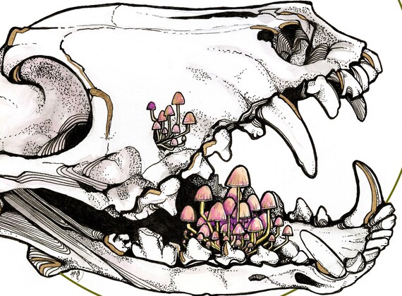 Baby Red Fox Skull