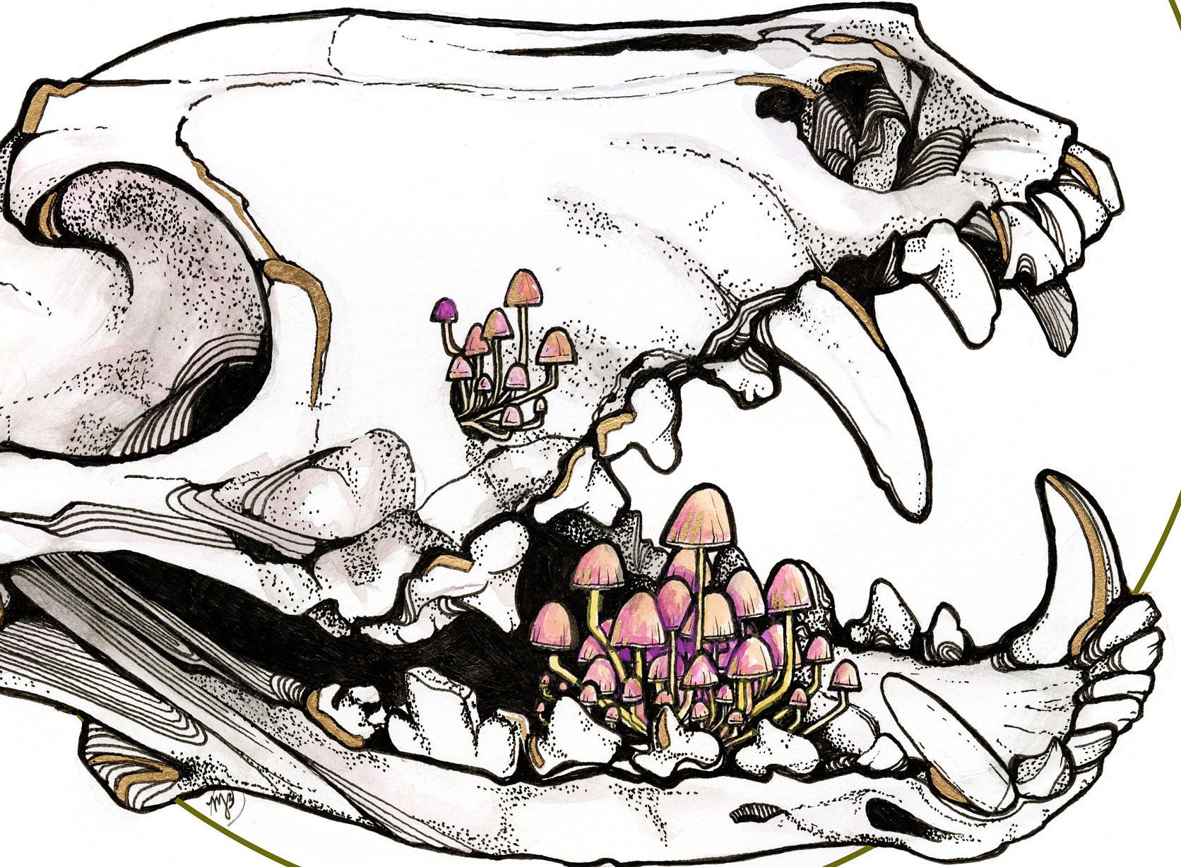 Red Fox Skull - Etsy