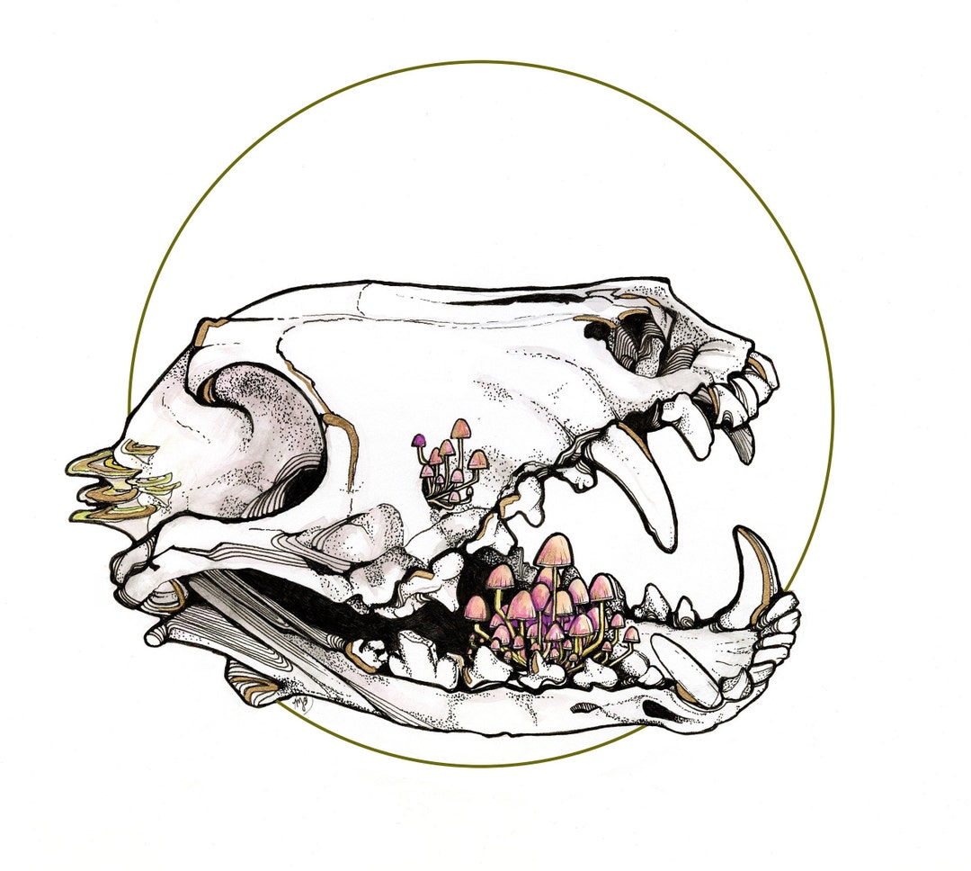Red Fox Skull - Etsy